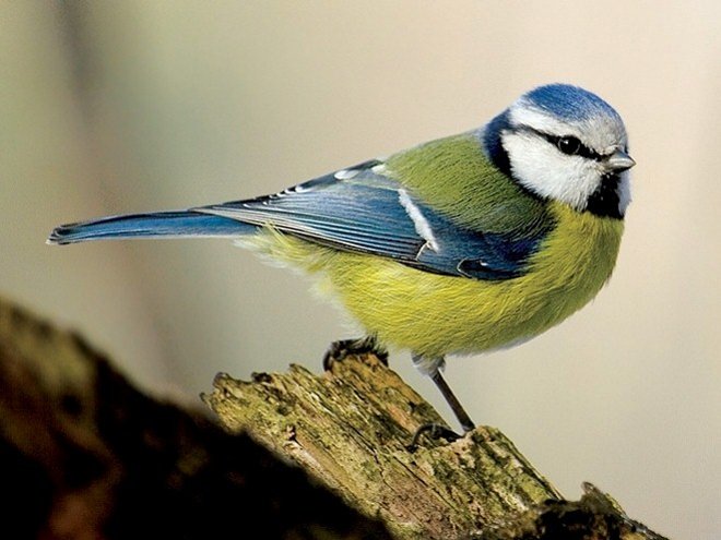 ptice - Hrvatska enciklopedija